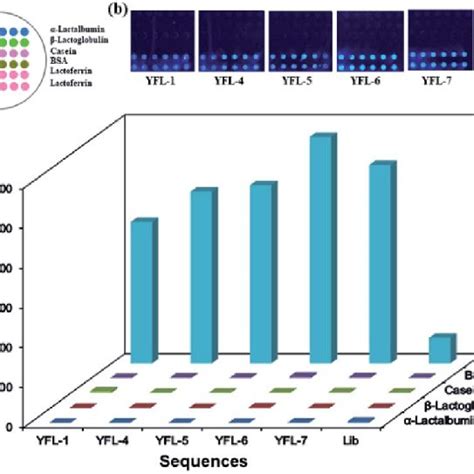 A Schematic Of Microarray Chip For Protein Immobilization B Download Scientific Diagram