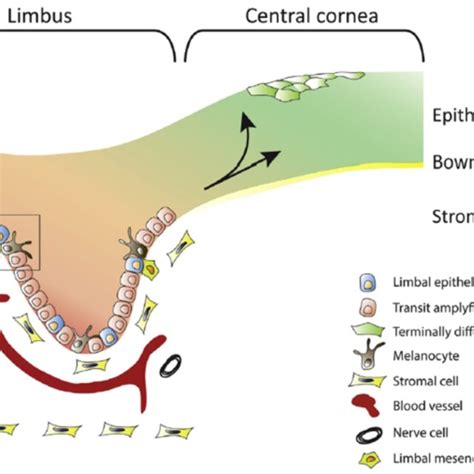 5 The Limbal Niche A Diagrammatic Representation Of Limbal Niche