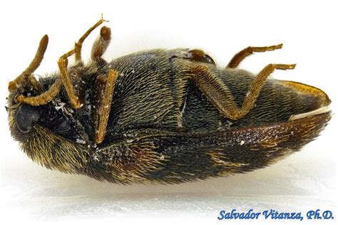 Coleoptera Dermestidae Trogoderma Variabile Warehouse Beetle C Urban Programs El Paso County