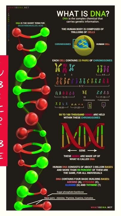 Intesting Facts L Class12 Class10th Class9 Class8 Upboardexam Cbseboard School Education