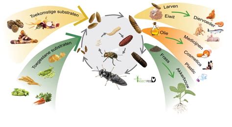 Insect Feed On Linkedin Insect Can Be Fed With Organic Material Coming From Agriculture And Food