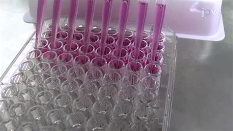 Quantification Of Bioactive Type I Interferons Using A Secreted Embryonic Alkaline Phosphatase