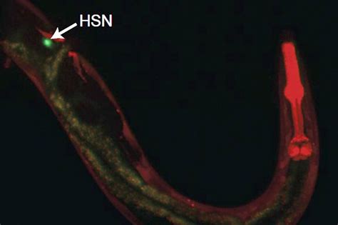 How A Single Neurons Parallel Outputs Can Coordinate Many Aspects Of