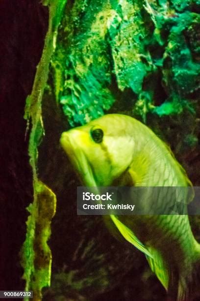 깊고 푸른 바다에서 암초에 귀여운 물고기 화려한 산호초와 맑은 물 멋진 물고기의 수 중 세계 생활 0명에 대한 스톡 사진 및 기타 이미지 Istock