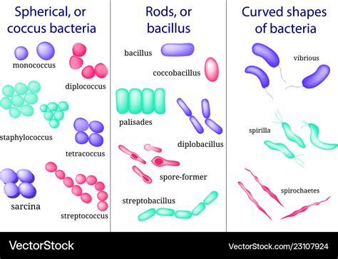 Bacilli Bacteria