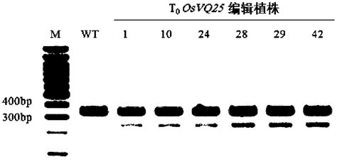 Method For Improving Disease Resistance Of Rice Through Genome Editing And SgRNA Used In Method
