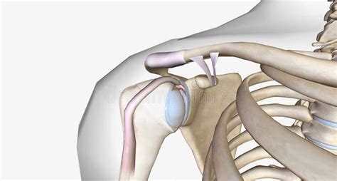 Shoulder Labrum Stock Illustrations 10 Shoulder Labrum Stock