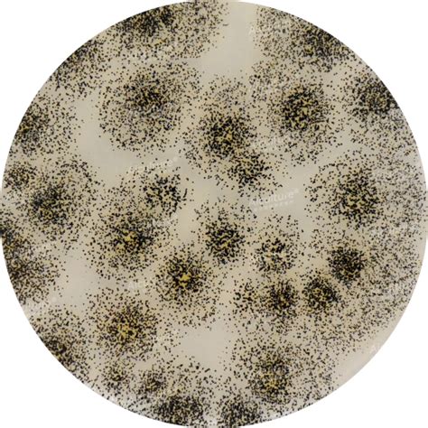 Aiculture 马铃薯葡萄糖琼脂pda（含氯霉素） 逗点生物官方博客