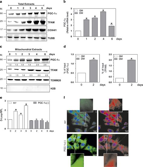 Nuclear And Mitochondrial Pgc 1α Induction Is Necessary To Download Scientific Diagram