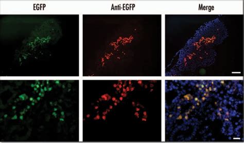 Purification And Characterization Of A Population Of Egfp Expressing