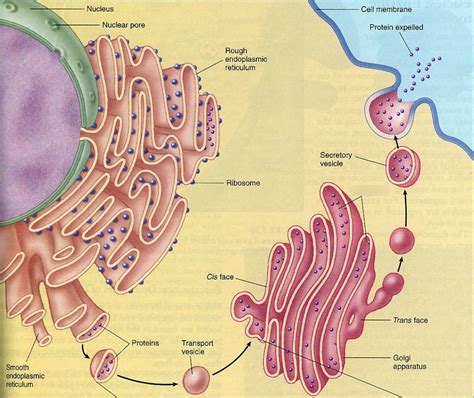 Biology Secretory Pathways Diagram Quizlet