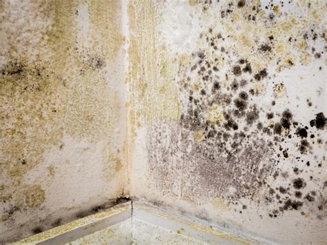 How To Detect A Hidden Shower Leak Behind The Wall