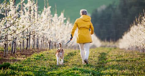봄 과수원 자연 속에서 애완견과 함께 산책하는 노인 여성의 뒷모습 사진 Unsplash의 개 이미지