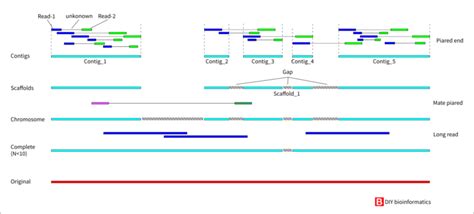 Contig Scaffold Chromosome Completeの違い Diy Bioinformatics