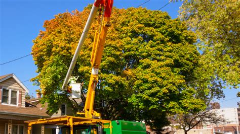 Curious About The Tree Removal Process Learn More Here