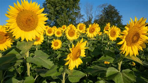 Maximize Scheduling Accuracy Metrics With Digital Tools