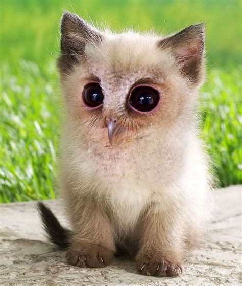 125 Best Meowl Images On Pholder Owls With Cat Heads Idontgiveaswag