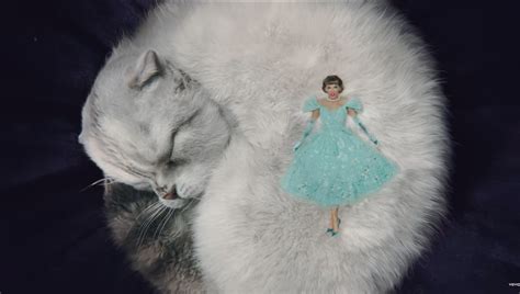 All About Taylor Swift S Cats Olivia Benson Meredith And Benjamin