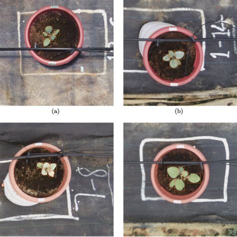 Leaf Detection Results From The Cauliflower Dataset Download