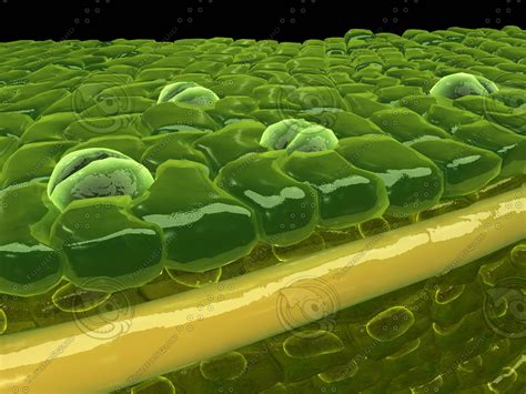 Mesophyll Cells Plant 3d Model