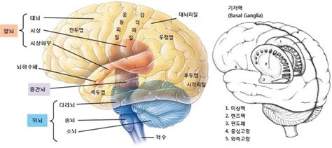 기저핵과 운동피질 네이버 블로그