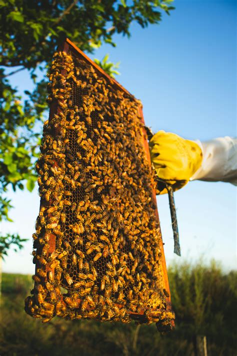 Burdur 경치 곤충 곤충학 근로자 꿀 생산 꿀벌 나무 낮 녹색 농업 농지 농촌의 두드러기 들판