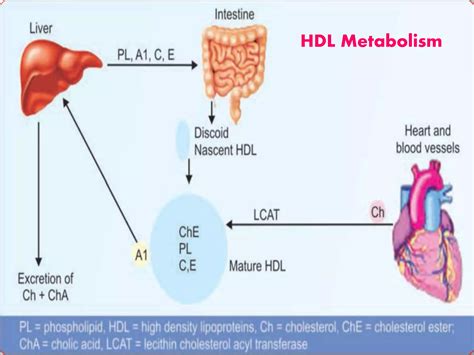 Ldl And Hdl Metabolism Pptx