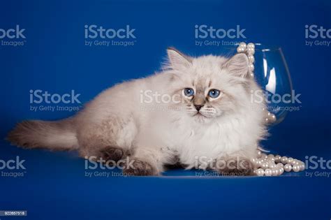 무성 한 아름 다운 흰색 고양이 Neva 가장 무도회의 파란 눈 3 개월 구슬과 파란색 배경에 포즈 0명에 대한 스톡 사진 및 기타 이미지 Istock