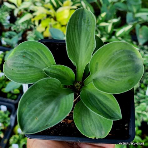 Knockout Mouse Vyšniauskų Gėlės