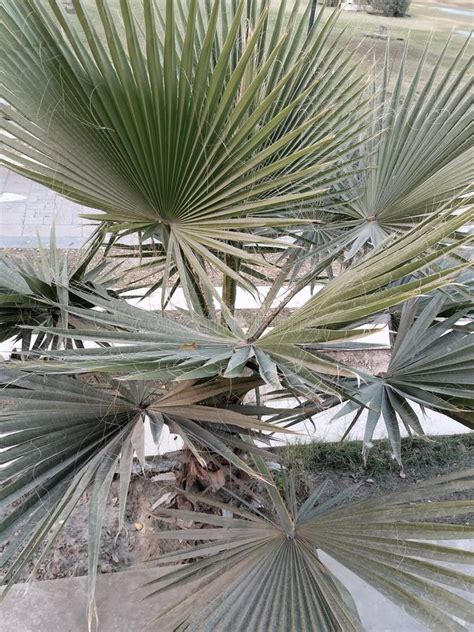 A Tree Of Dates In A Garden Stock Image Image Of Spruce Plant 267767249