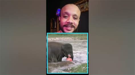 فيل صغير يقدم المساعدة لصديقه وينقذه من الغرق ️ Youtube