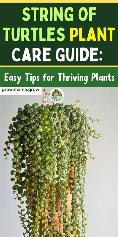 String Of Turtles Plant Care Guide Easy Tips For Thriving Plants