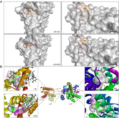 A The 3d Structure Of Wild Type And Mutant Substrate Pockets Is Download Scientific Diagram