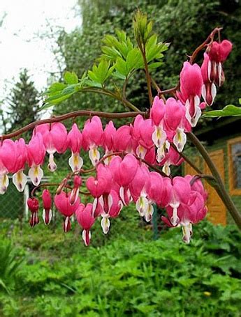Дицентра великолепная (Dicentra spectabilis) 1шт в упаковке купить в ...