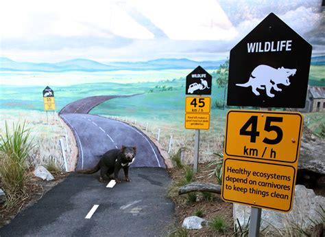Tasmanian Devil Exhibit Anders Alexander Is A Designer