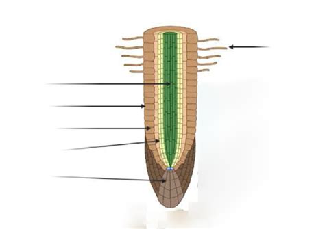 Root Diagram Diagram Quizlet
