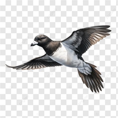 날아가는 새 새 검은색 나는 Png 일러스트 및 이미지 에 대한 무료 다운로드 Pngtree