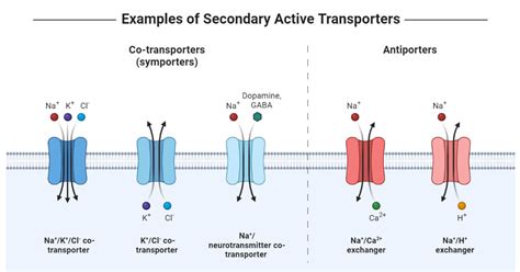 Ppt Primary Active Transport Powerpoint Presentation Free 40 Off