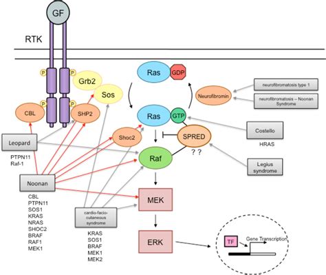 Figure 12 From Cooperative Regulation Of Rasmapk Pathway Signaling By