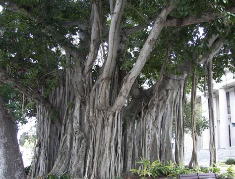 Adventitious Roots The Daily Garden