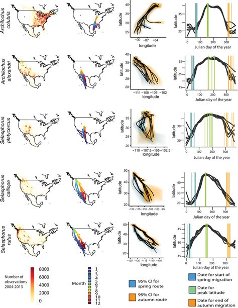Summary Of Migration Patterns For The Five Hummingbird Species Each