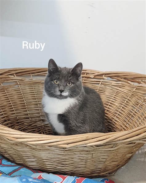 Meet Sweet Ruby She Can Spay Neuter Kingston Initiative Facebook