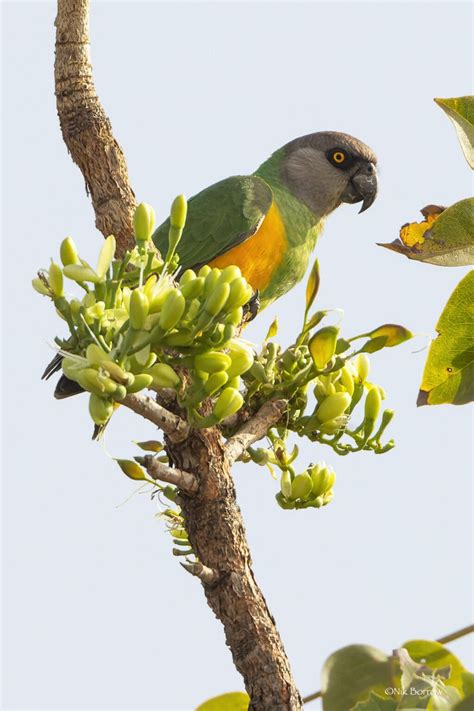 Senegal Parrot World Parrot Trust