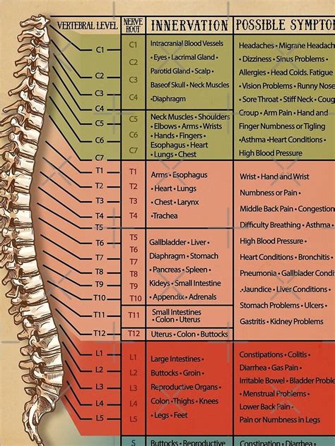 Spinal Nerve Function Chart Root Chart Chiropractic Osteopathy
