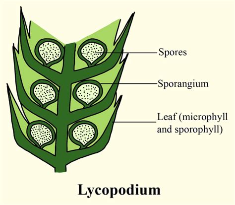 Lycopodium Isa Heterosporousb Homosporousc Water Firm D Both Band C