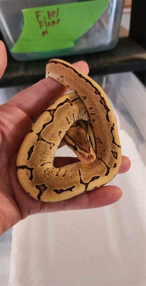 I Cant See Fire In Most Anything Ball Pythons Morphmarket Reptile