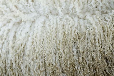 Sheep S Wool 354 Free Texture Free Textures Texture Wool