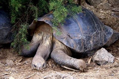 Hacía Más De 100 Años Que No Se Veían Tortugas Bebé En Las Islas