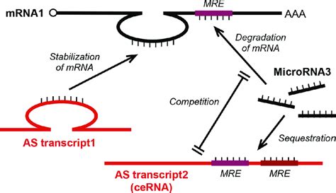 a model of interactions among transcripts to regulate mrna levels download scientific diagram
