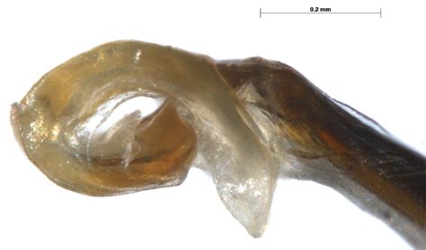 Male Genital Ligula Of Paracercion Ambiguum Lateral View Download Scientific Diagram